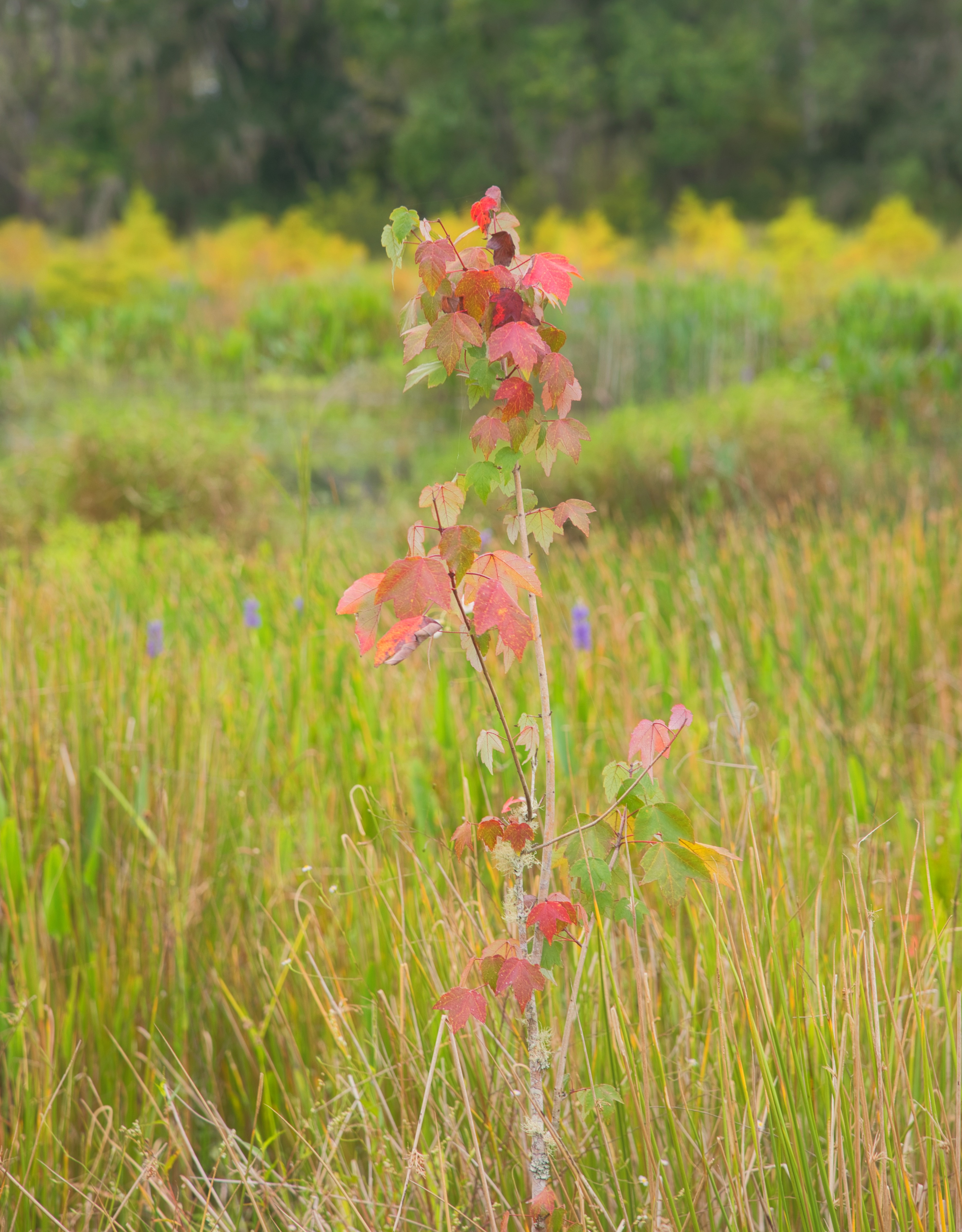 Fall Colors In Florida – Tim Jeffers Photography