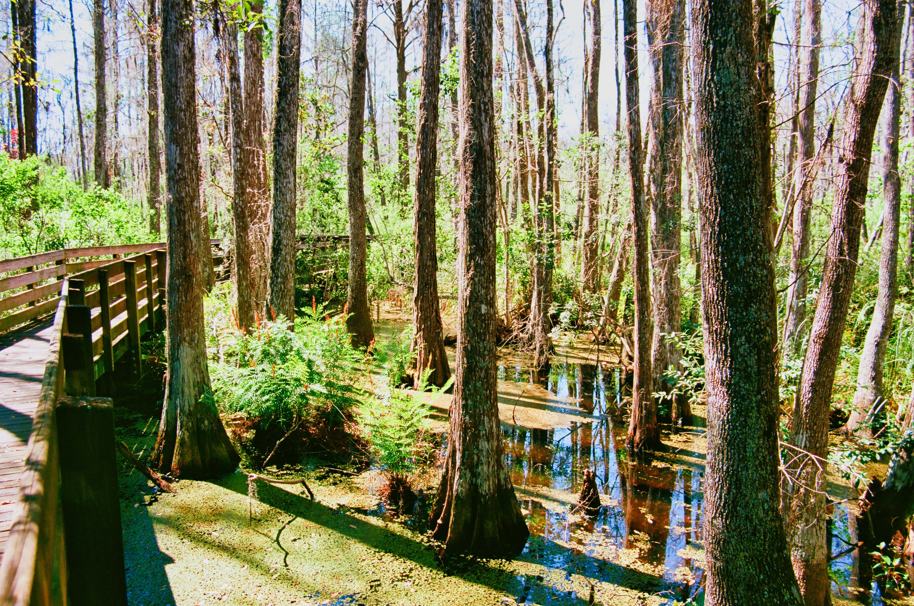 Florida Swamp – Tim Jeffers Photography