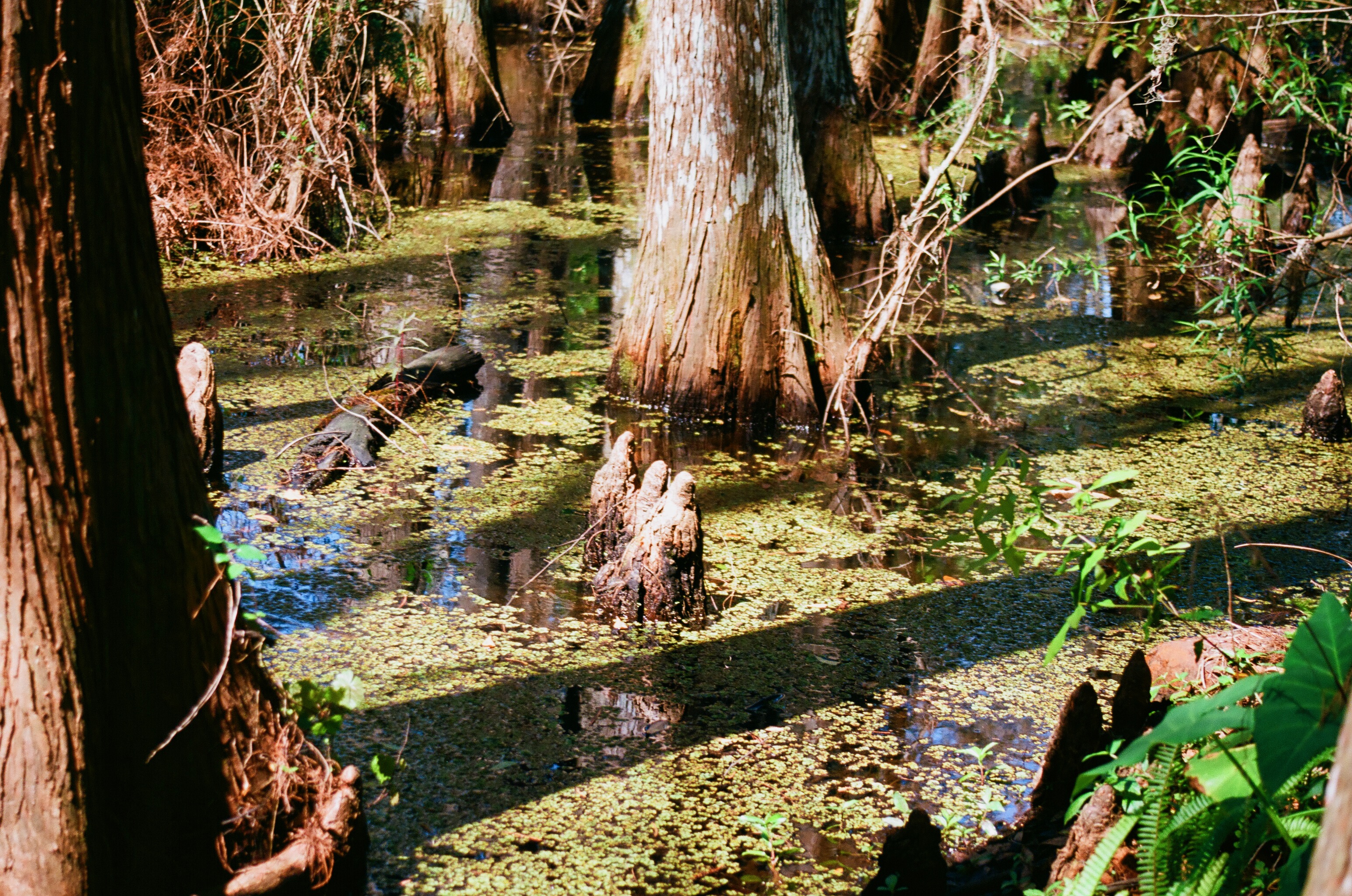 Florida Swamp – Tim Jeffers Photography
