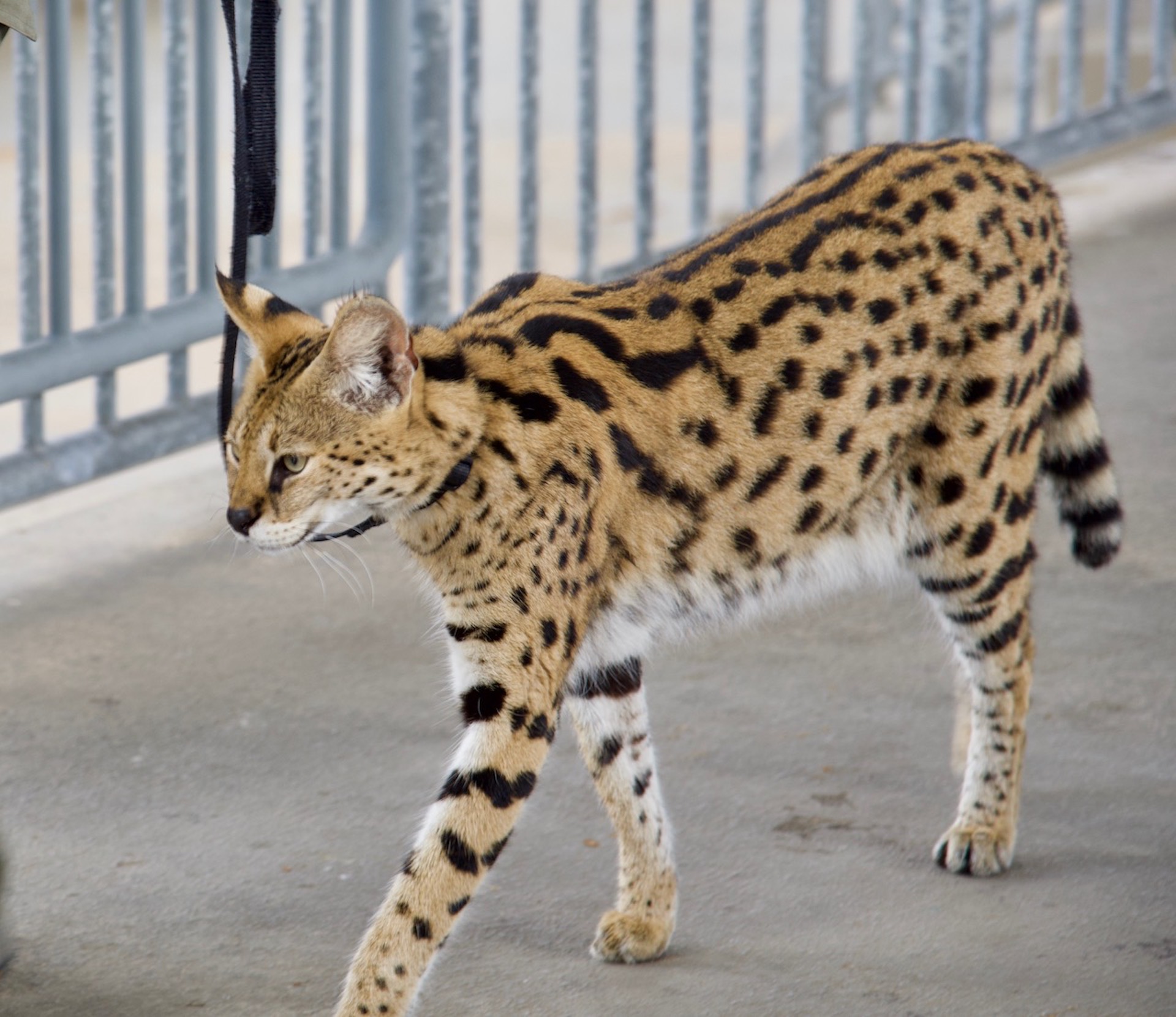 Zoo Miami – Tim Jeffers Photography