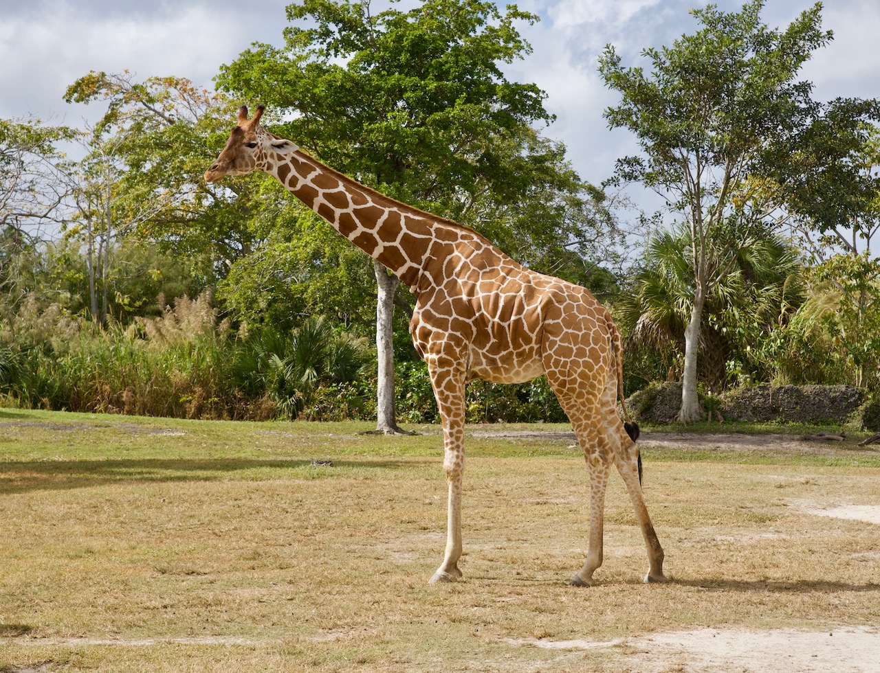 Zoo Miami – Tim Jeffers Photography