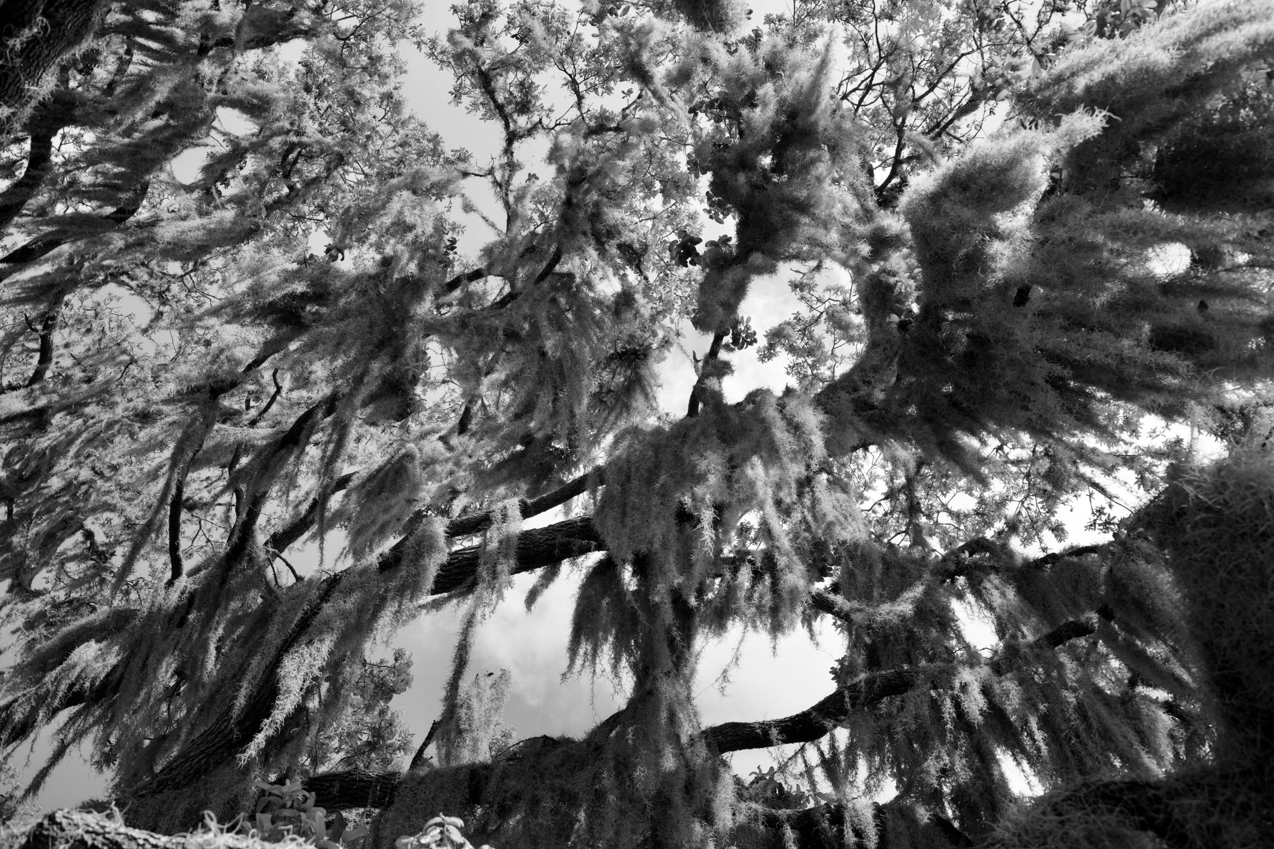 Spanish Moss – Tim Jeffers Photography
